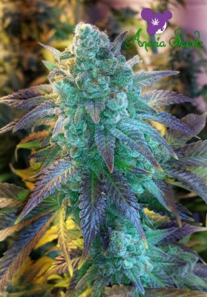 Auto Blueberry Banana – Anesia Seeds Wholesale