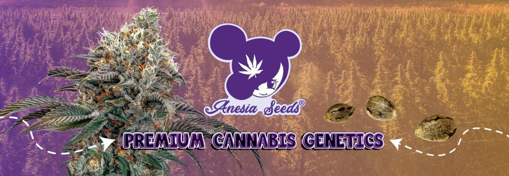 Anesia Seeds Wholesale